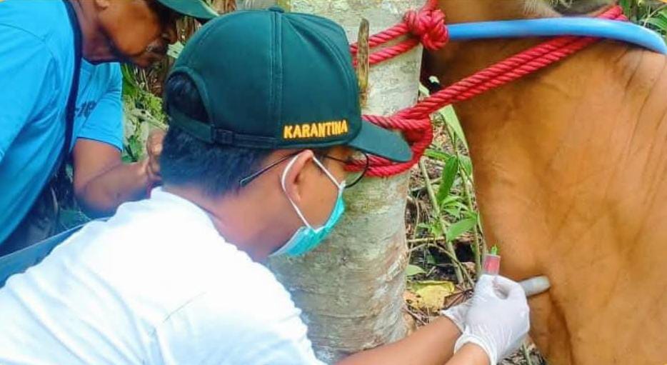 Deteksi Dini BVD & Brucellosis, Karantina Periksa 136 Sapi di Mimika ...
